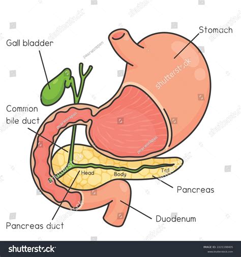 Stomach Pancreas Diagram Chart Science Subject Stock Vector Royalty