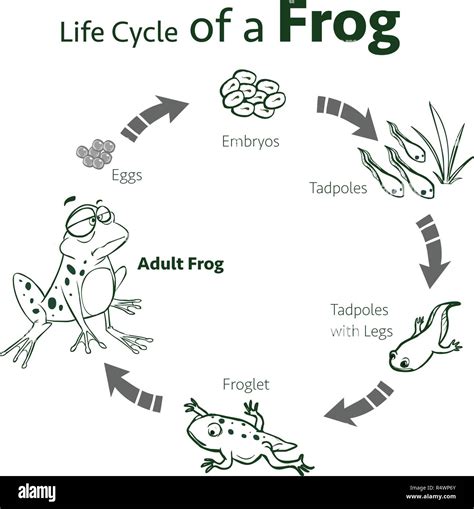 Vector Illustration Of A Life Cycle Of A Frog Stock Vector Image And Art Alamy
