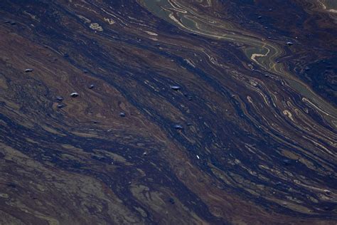 Marea Nera Di Petrolio In Mare Disastro Ecologico In California