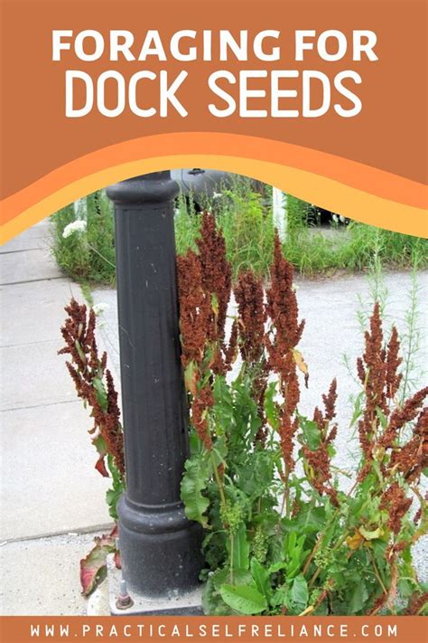 Foraging Dock Seeds ~ Wild Foraged Flour Edible Wild Plants Growing