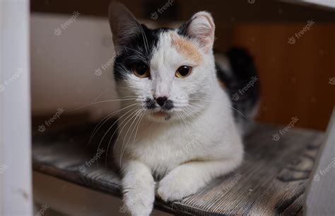 아돌프 히틀러 같은 얼굴을 한 고양이 프리미엄 사진