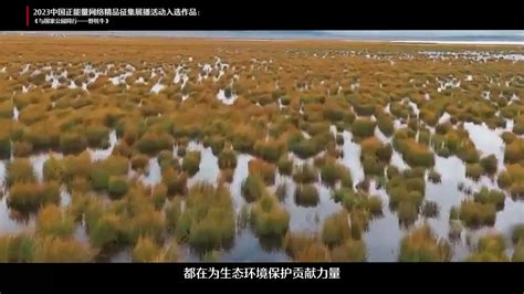 中国正能量：守护绿水青山，共筑美丽中国网络作品保护
