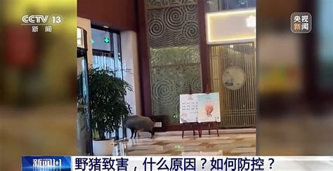 野猪泛滥已危害全国26省份遇到野猪如何应对 新快网