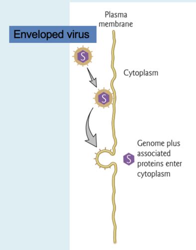 Lecture 13 Transmission And Replication Virus Flashcards Quizlet