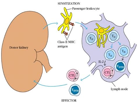Major Histo Compatibility Transplantation Objectives Hla And Mhc Structure