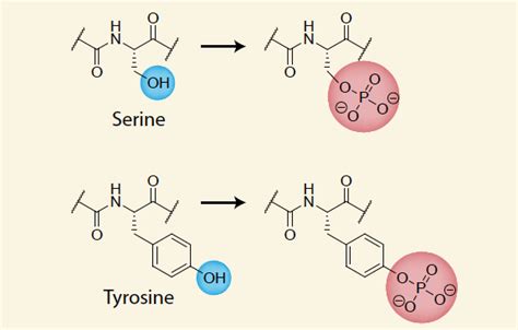 Serine Phosphorylation