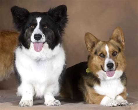 英國女王的愛犬充滿童話色彩的犬種柯基犬 每日頭條