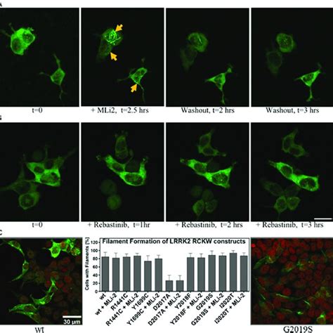 Localization Of The Lrrk2 G2019s Mutant And Lrrk2 Rckw Variants A