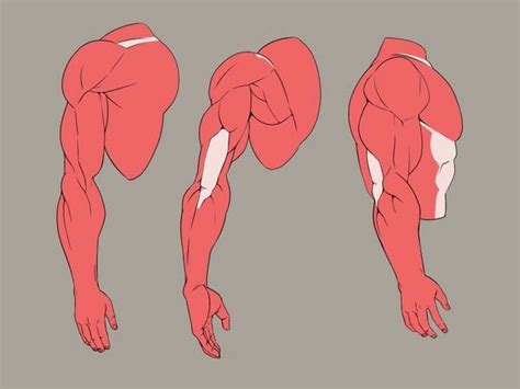 Pin by Raoul Müntefer on zeichen sachen Human anatomy drawing