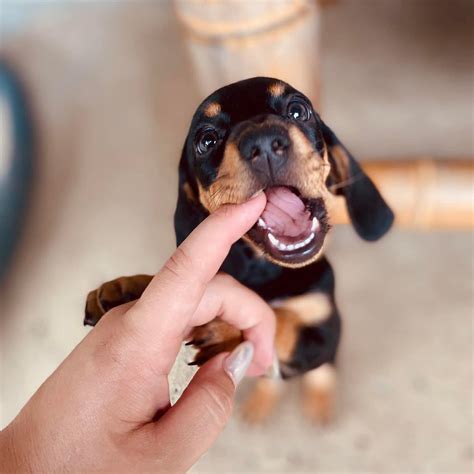 Luna And Doby “ტაქსა არის სიყვარული”