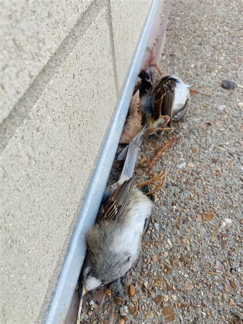 Dead Birds On Campus Has Anyone Else Noticed All The Dead Birds On Campus… This Is My Fourth