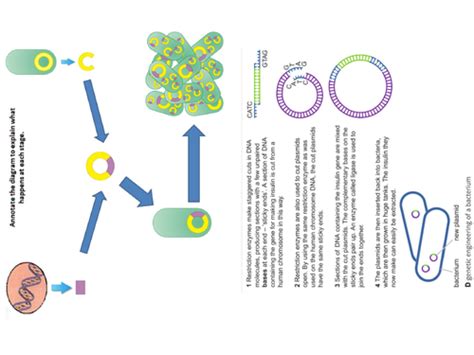 Aqa B6 Inheritance Variation And Evolution Teaching Resources