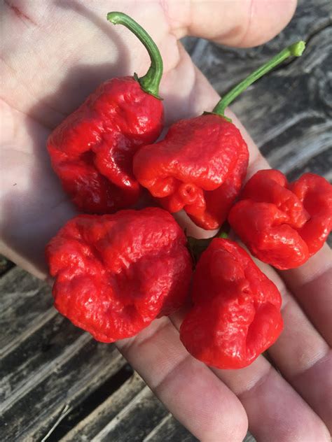 Dragons Breath Pepper Seeds Towns End Chili And Spice