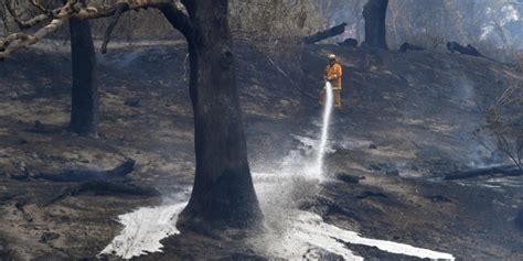 Cerca De 480 Millones De Animales Han Muerto Por Incendios En Australia