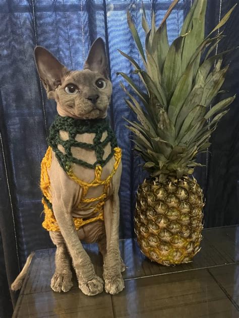 The Pineapple Princess Rsphynx