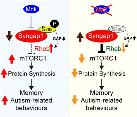 New Paper From Our Lab On Mnk Kinases And Syngap1 In Brain Journal