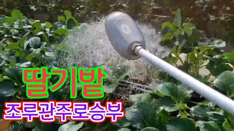 88 그린톡톡 으로 과감한도전 딸기밭 조루관주 딸기 천연비료 병해충 물관리 비료 조루관주 Youtube