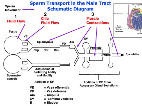 SOLUTION Lecture 13 Sperm Transport In Female Tract Studypool