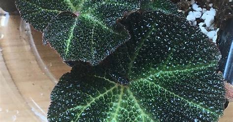Begonia Album On Imgur