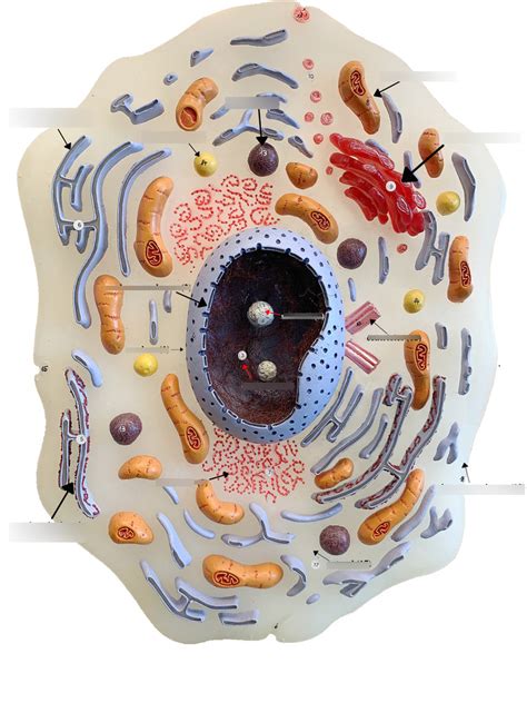 Lab Practicum 1 Lab 1 Diagram Quizlet Lab Practicum 1 Lab 1 Diagram Quizlet