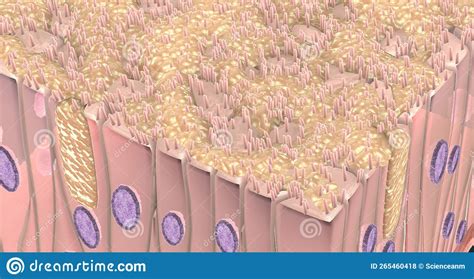 A Pseudostratified Epithelium Is A Type Of Epithelium That Thought