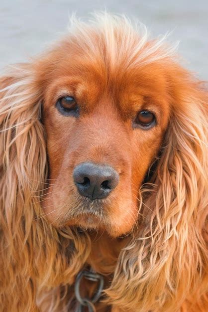 Perro Marrón Cocker Spaniel En Una Calle De La Ciudad Head Closeup Foto Premium