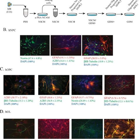 Preparation Of Human Neural Progenitor Cells Hnpc And Their