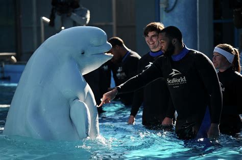 Young Beluga Whale Dies At Seaworld San Antonio