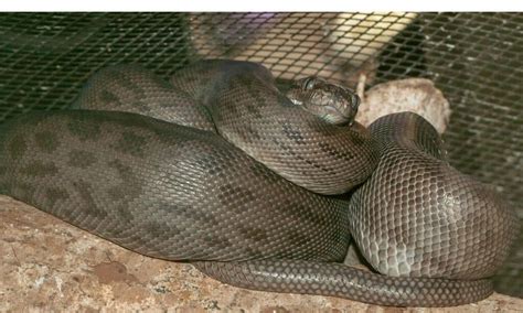 Oenpelli Python Imp World