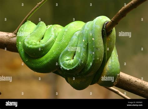 Tree Snakes Hi Res Stock Photography And Images Alamy