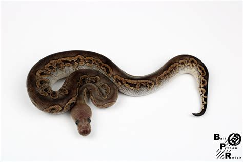 Cinnamon Clown Ball Python By Ball Python Reichde Morphmarket