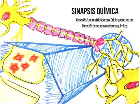 Dulce Gpe Avilés García Fisiología 2016 Gpo 10 Sinàpsis Quìmica