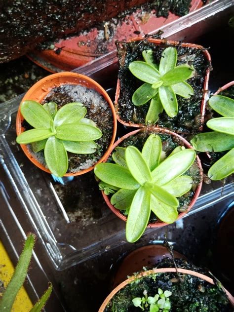 Carnivorous Plant Butterwort Pinguicula Primuliflora Furniture And Home