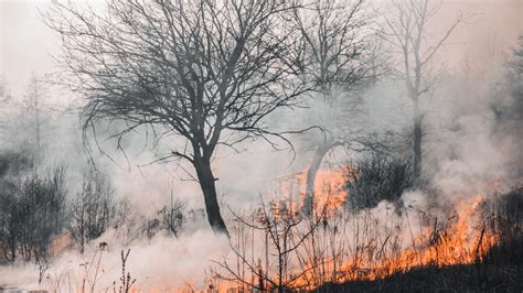 Cambio Climático Antropogénico Fundación Forecos