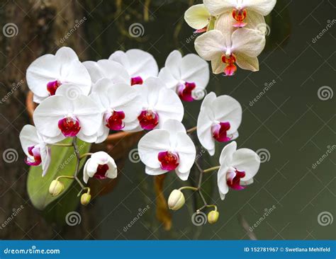 Phalaenopsis White Orchids With A Pink Middle Stock Image Image Of