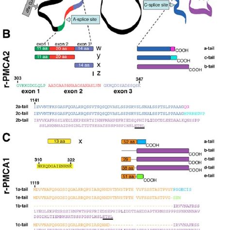Pmca1 And Pmca2 Alternative Splicing A Pmca Secondary Structure The