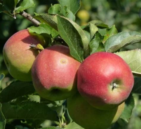 Fuji Apple Tree Usda Zones 5 9 2 3 Foot Fruit Bearing Trees