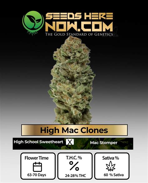 High Mac Clones 24 28 Thc Gassy Pine Aroma Balanced Hybrid
