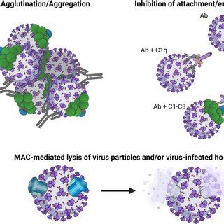 Mechanisms Underlying The Complement Mediated Enhancement Of Download Scientific Diagram