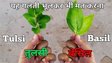 Basil Vs Oregano The Kitchen Community