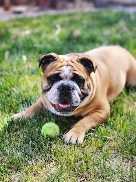 Premium Photo Lets Play Ball