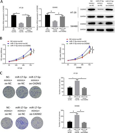 Mir 17 5p Facilitates The Tumor Promoting Colon Cancer Cell Phenotypes