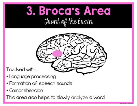 Reading And The Brain Artofit