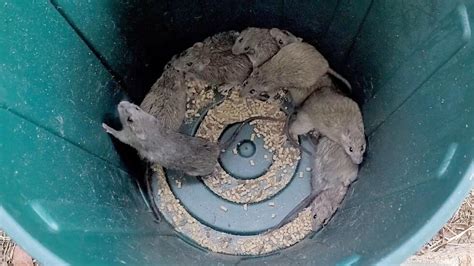 الجرذان تغزو قرى ساحلية في أستراليا وتثير غضب السكان