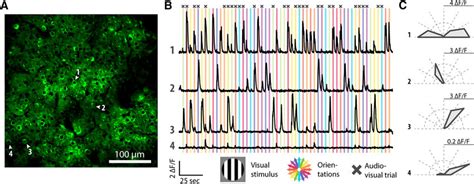 Two Photon Calcium Imaging Of Neuronal Activity In Layer Iiiii Of V1