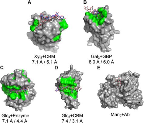 Frontiers Structure Based Neural Network Proteincarbohydrate