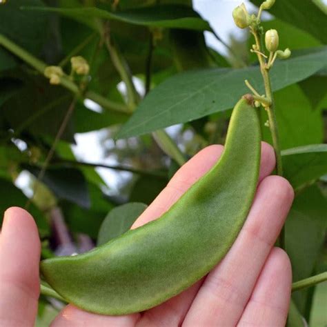 Bean Seeds Fordhook 242 Bush Lima Black And White Seed