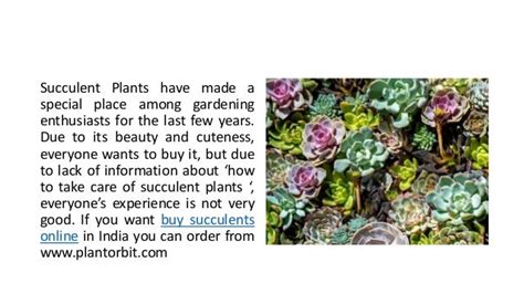 How To Care Succulents Ppt