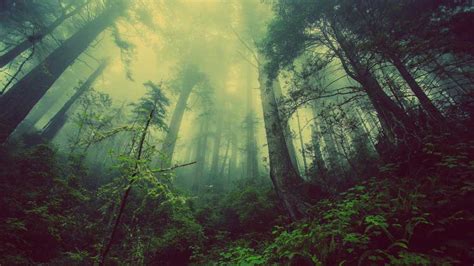 The Dread Files Dendrophobia The Haunted Pen