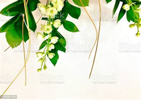 흰색 배경에 녹색 잎아름다운 섬세한 흰색 꽃 공간을 복사합니다 텍스트에 배치합니다 0명에 대한 스톡 사진 및 기타 이미지 0